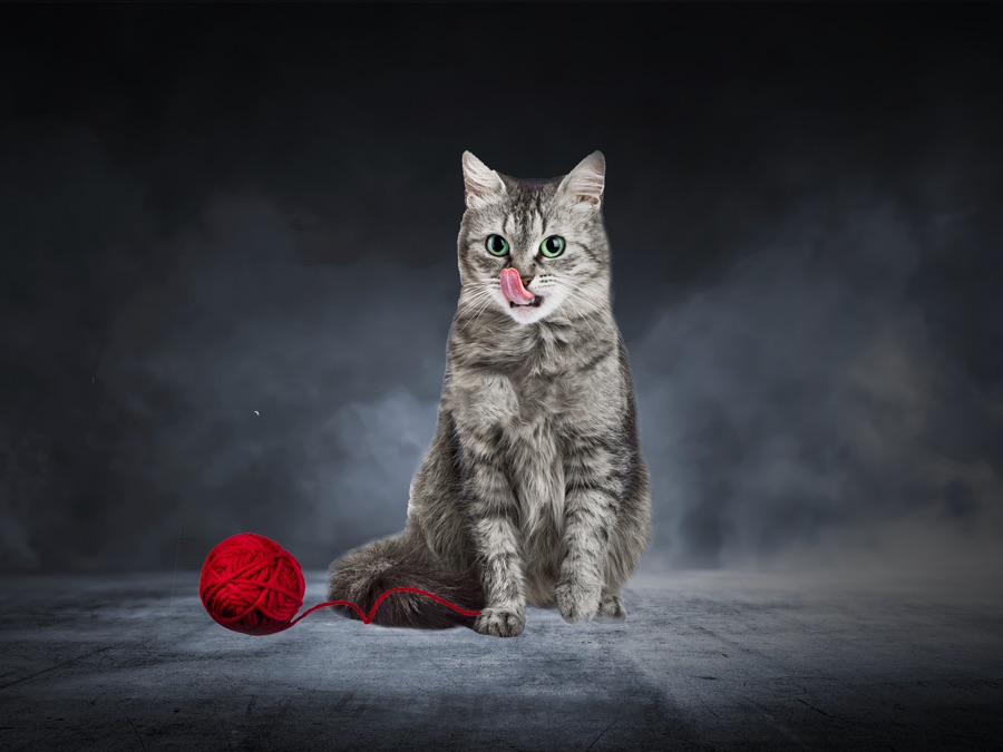 Killer Kitty | Apple TV