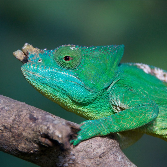 Going Wild With Brian Keating | Apple TV (CA)