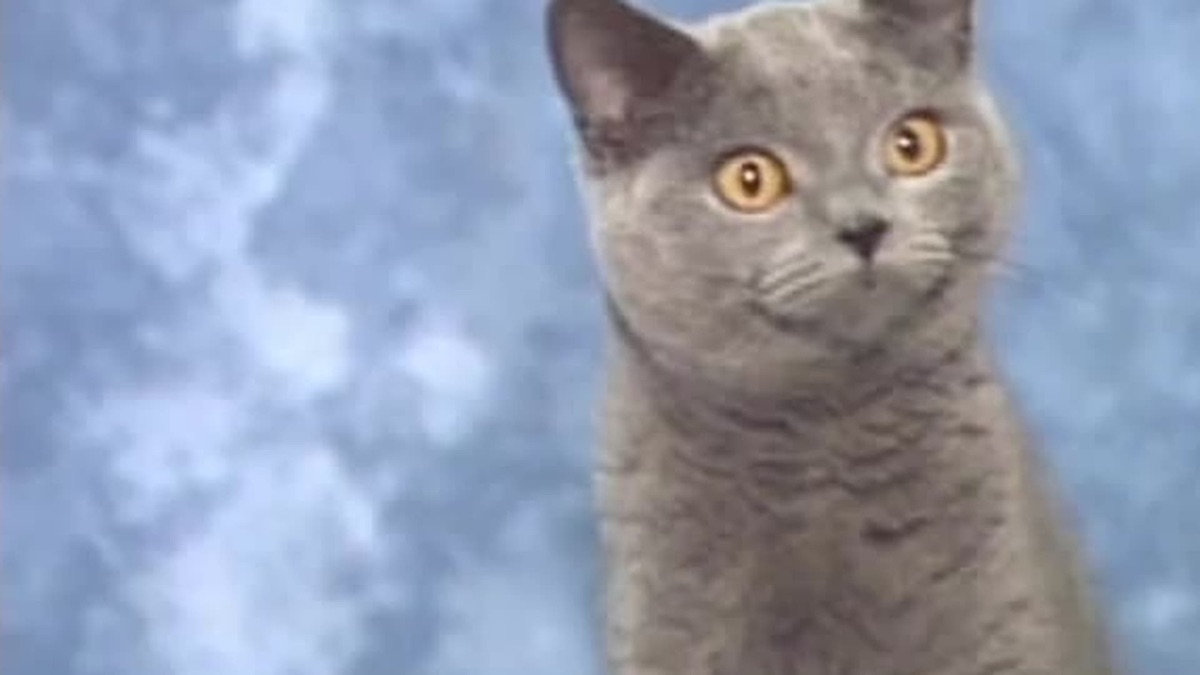 The Ideal Companion - Apple TV