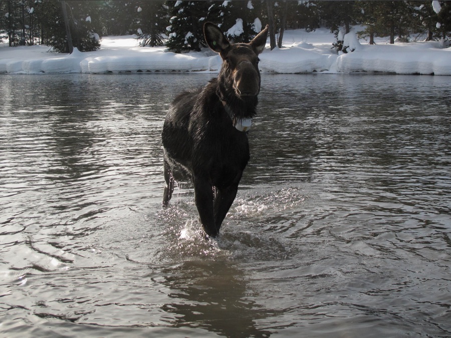 America's Greatest Animals | Apple TV