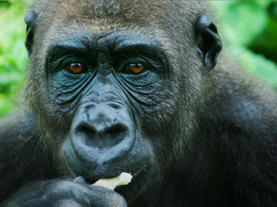 Going Ape - Apple TV
