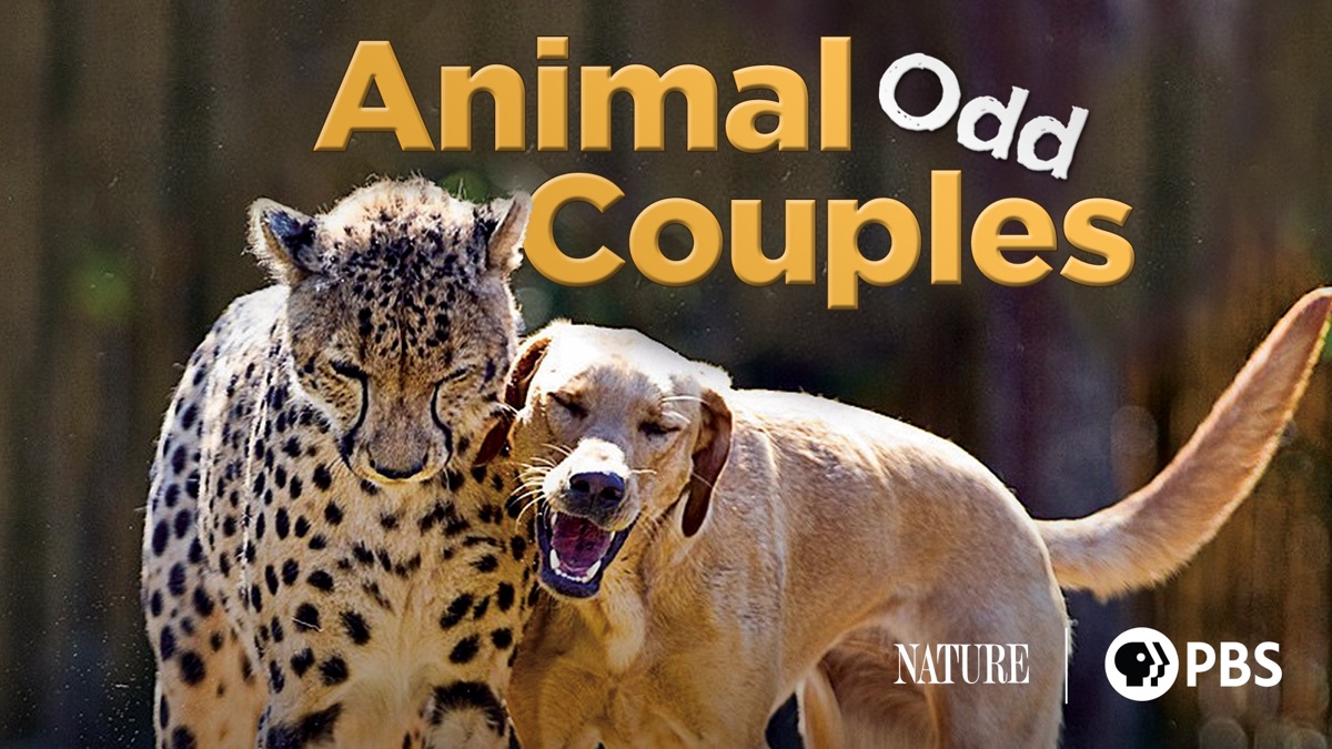 Animal Odd Couples - Apple TV