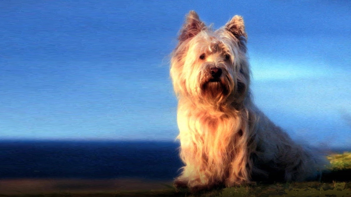 Greyfriars Bobby | Apple TV