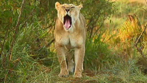 Episode 1 - Big Cat Diary (Season 2, Episode 1) | Apple TV