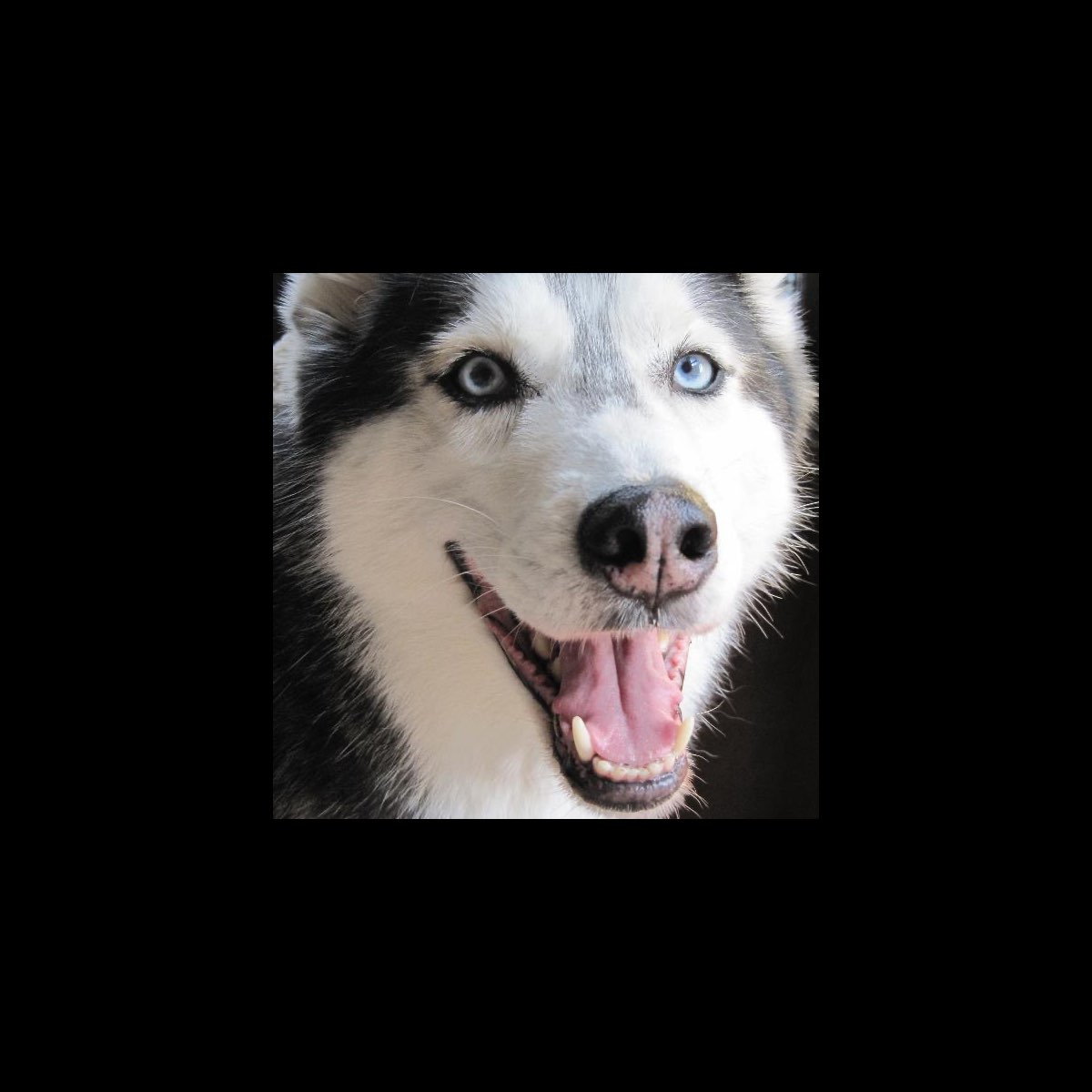 ‎Mishka's Song - Single by Mishka the Talking Husky on iTunes