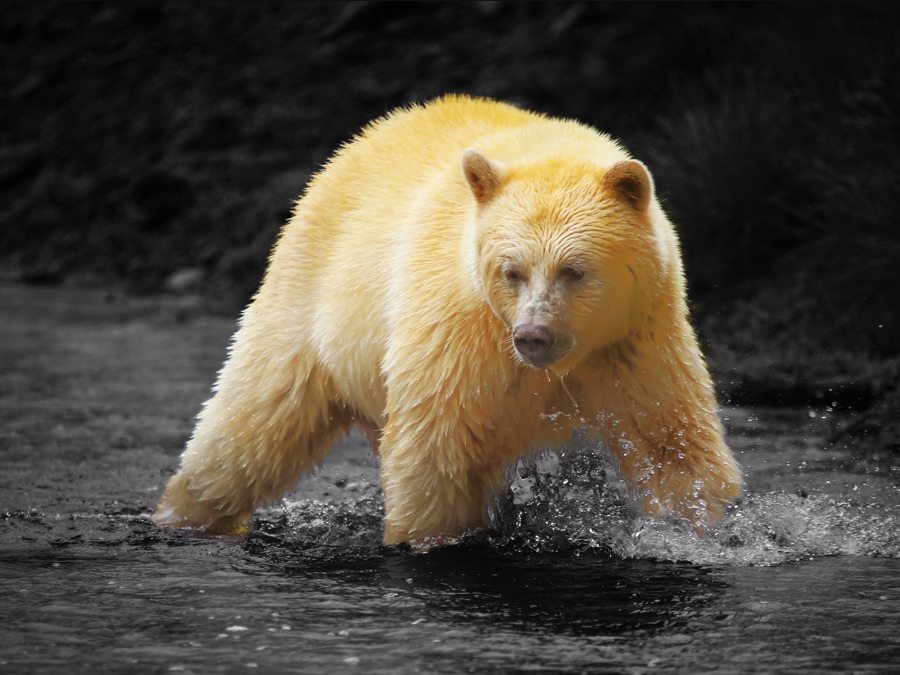 Natural World: Ghost Bear | Apple TV