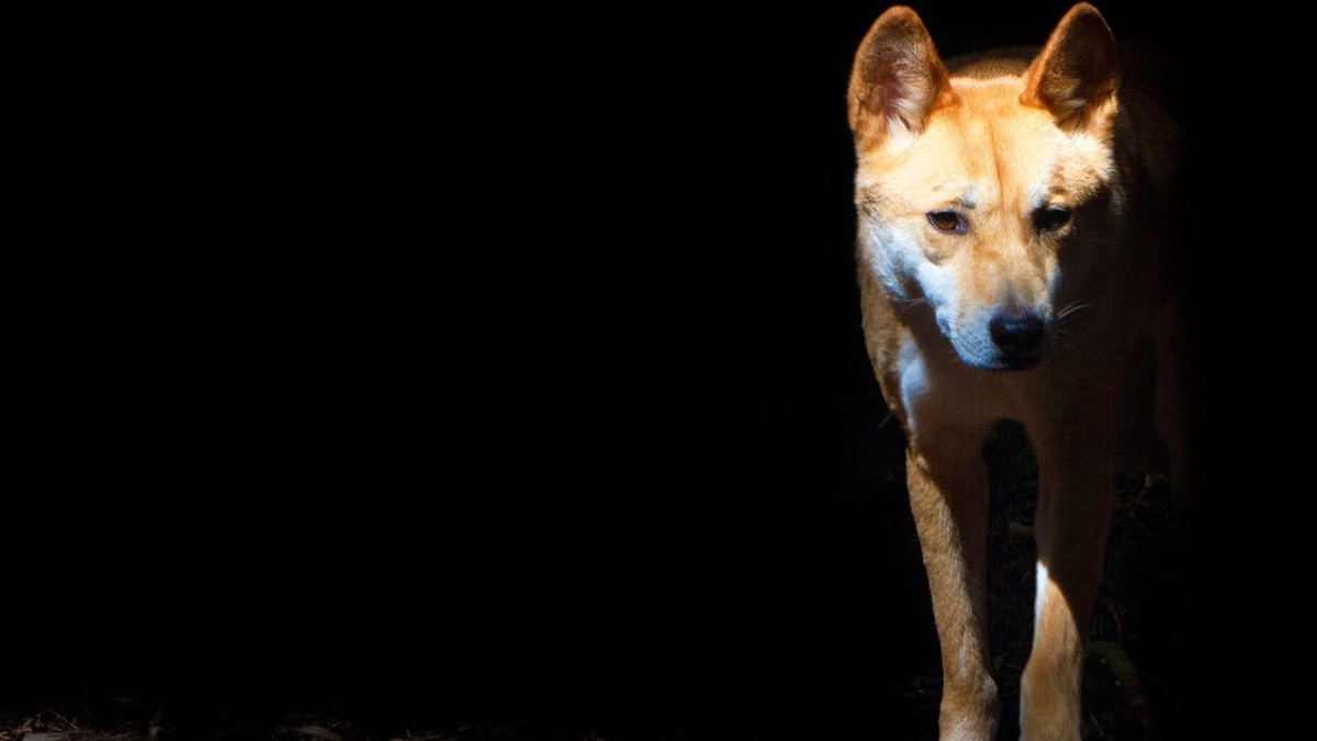 Dingo Untamed - Apple TV