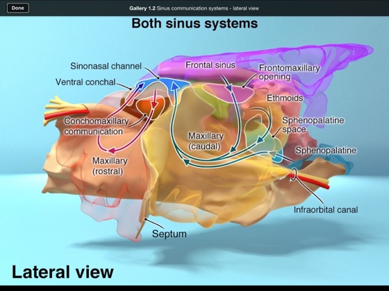 Equine Sinus Anatomy A Review Of Equine Paranasal Sinusitis: Medical