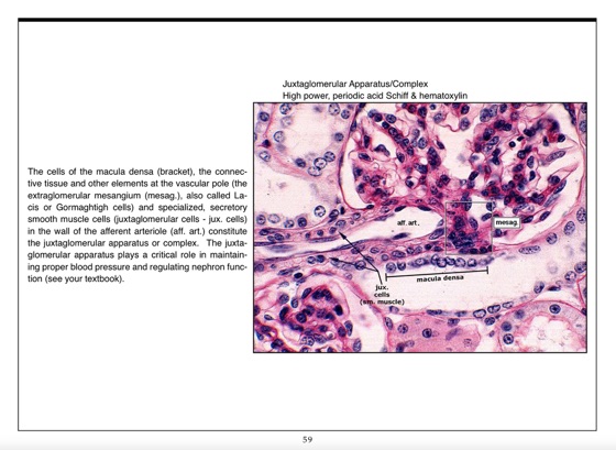 ‎Don MacCallum's Michigan Histology - Volume 4 on Apple Books