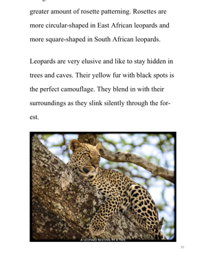 ‎Leopard Facts For Kids 9-12 on Apple Books