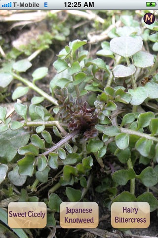 Foraging Flashcards Early Spring by WinterRoot LLC