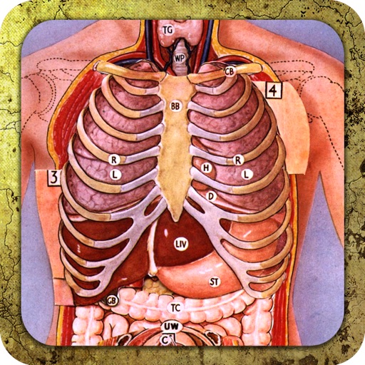 Inner Body Anatomy Apps 148Apps