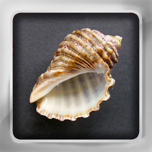 Seashell Flip: Flashcards of Sea Shells by Levitate