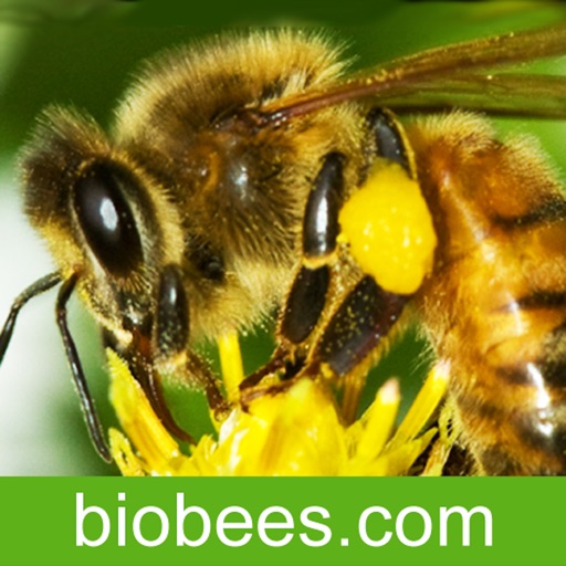 BioBees - The Barefoot Beekeper Talking About The Natural Approach To ...