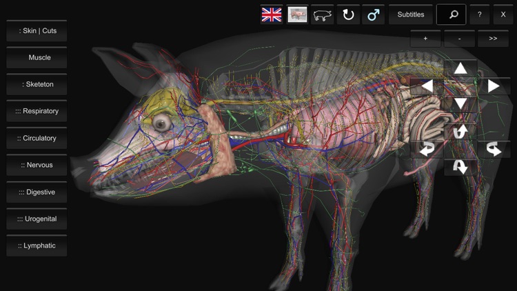3D Pig Anatomy by biosphera.org