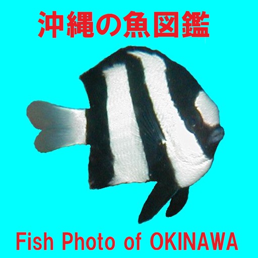 Fish Photo of OKINAWA by itakura yoshikatsu