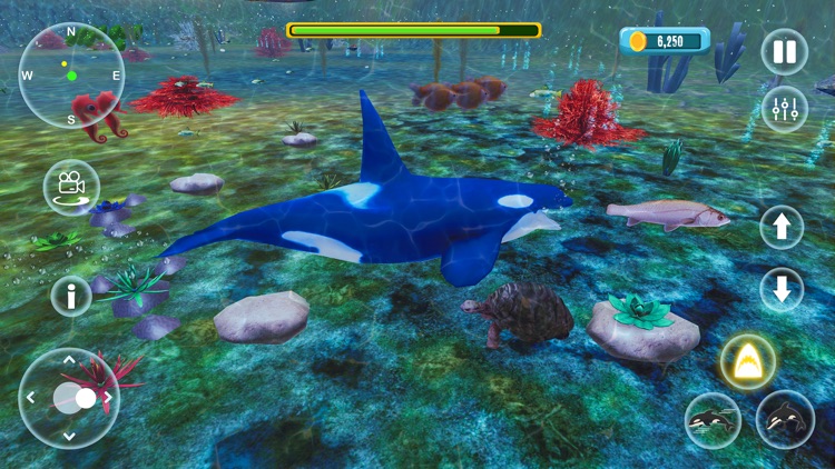 Orca Killer Whale Simulator by Abdur Rafay