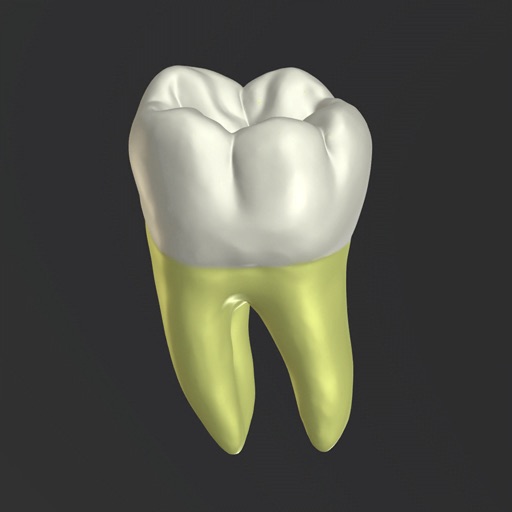 3D Tooth Anatomy by Rami Ammoun