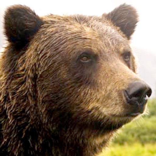 Gause ISD by Blackboard Inc.