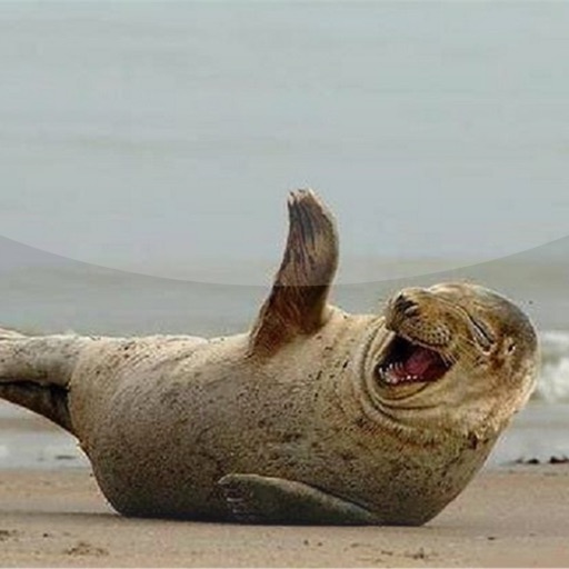 Wie macht die Robbe? by Tobit.Software