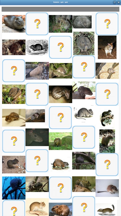 Rodents - quiz by Svetlana Sidorova