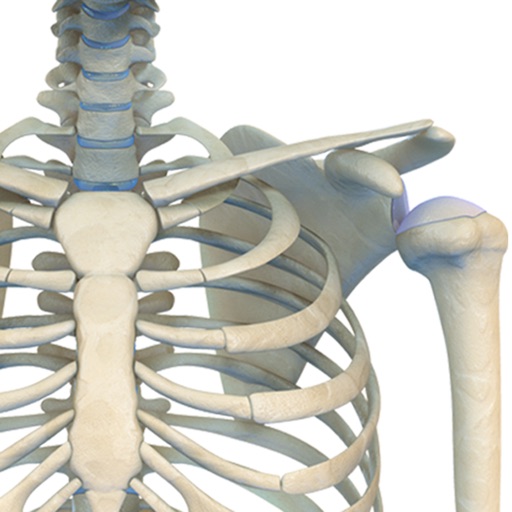 Human Shoulder 3D by Trendyworks Technologies Pvt. Ltd