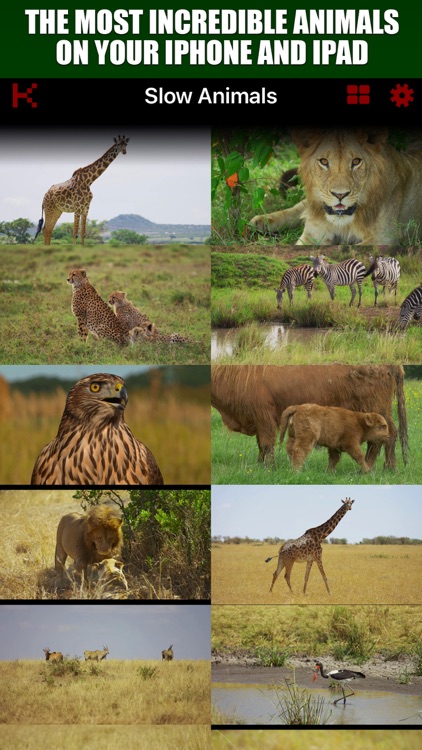 Slow Motion Animals 4K by KISSAPP, S.L.