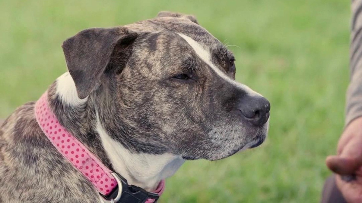 Toto - The Wizard of Paws (Season 2, Episode 1) | Apple TV