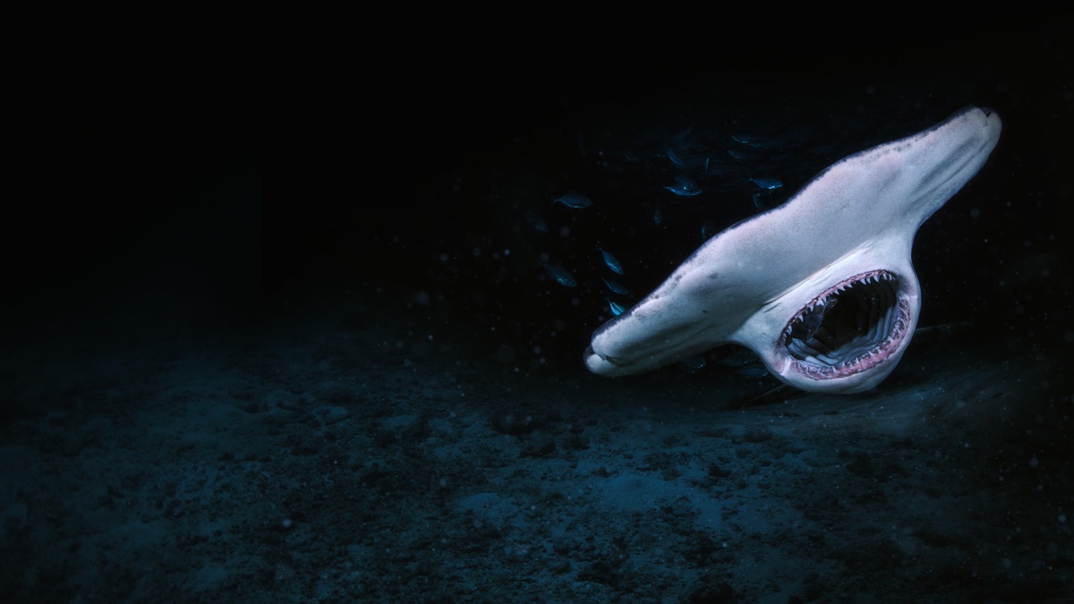 When Sharks Attack... And Why - Apple TV (CA)