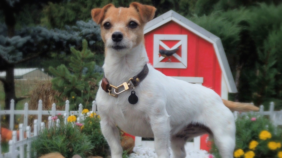 Best Friends | Apple TV