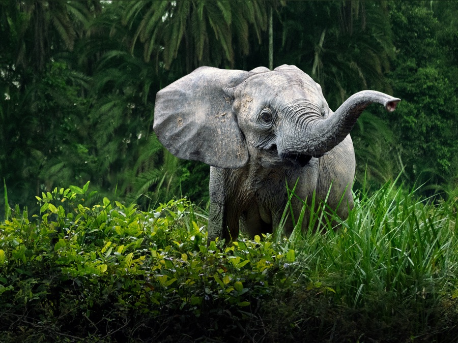 Secrets of the Elephants | Apple TV (OM)