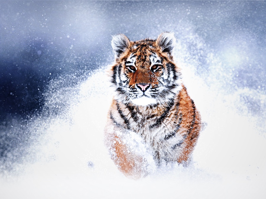 Russia's Wild Tiger | Apple TV (AU)