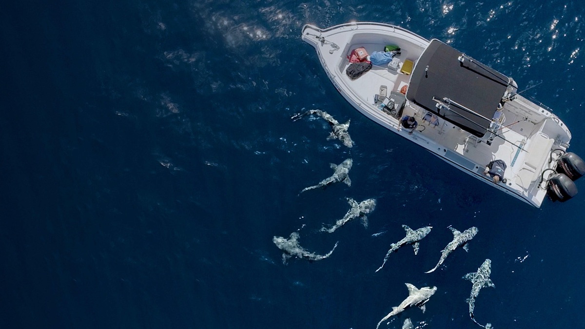 Jaws vs. Boats | Apple TV