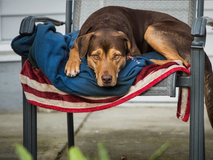 A Dog's Way Home | Apple TV