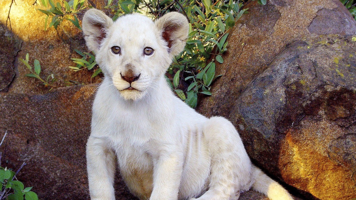 White Lion | Apple TV