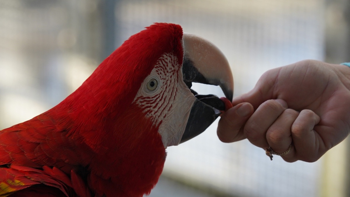 Happy Birthday, Gino! - Magic of Disney's Animal Kingdom (Season 1 ...
