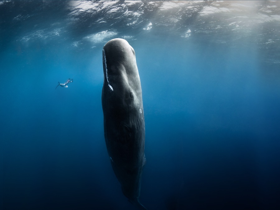 Chasing Ocean Giants | Apple TV
