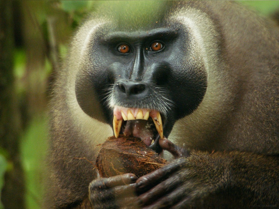 Monkeys of Bioko | Apple TV