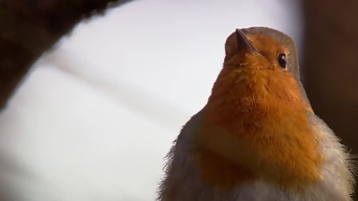 Springtime Stories | Apple TV