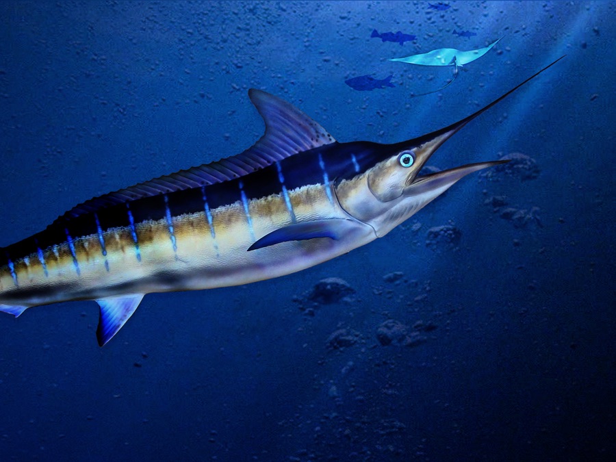 Billfish Superfish With David Attenborough - Apple TV