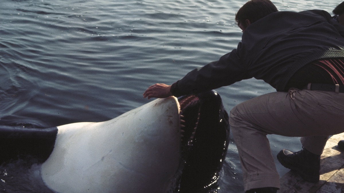 Namu, the Killer Whale - Apple TV