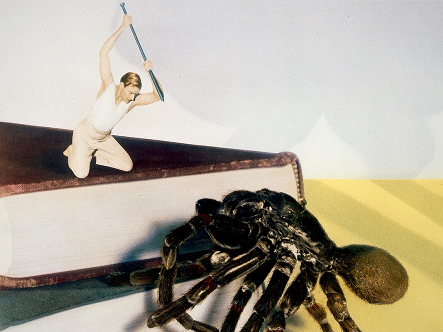 Incredible Shrinking Man Spider