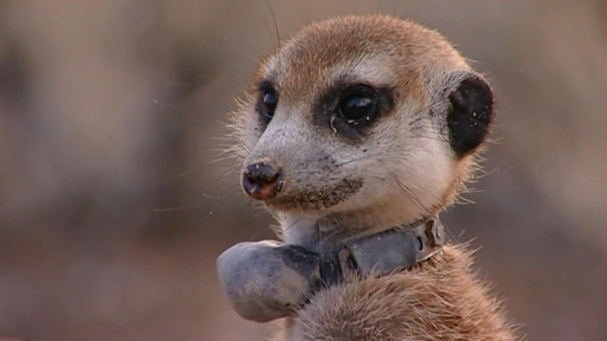 Meerkat Manor Flower