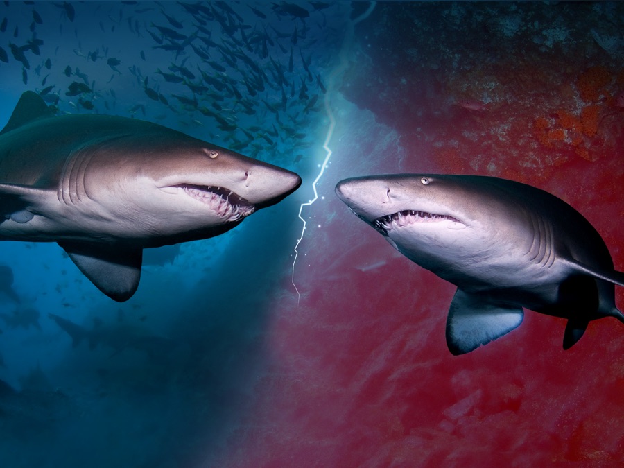 Cannibal Sharks | Apple TV