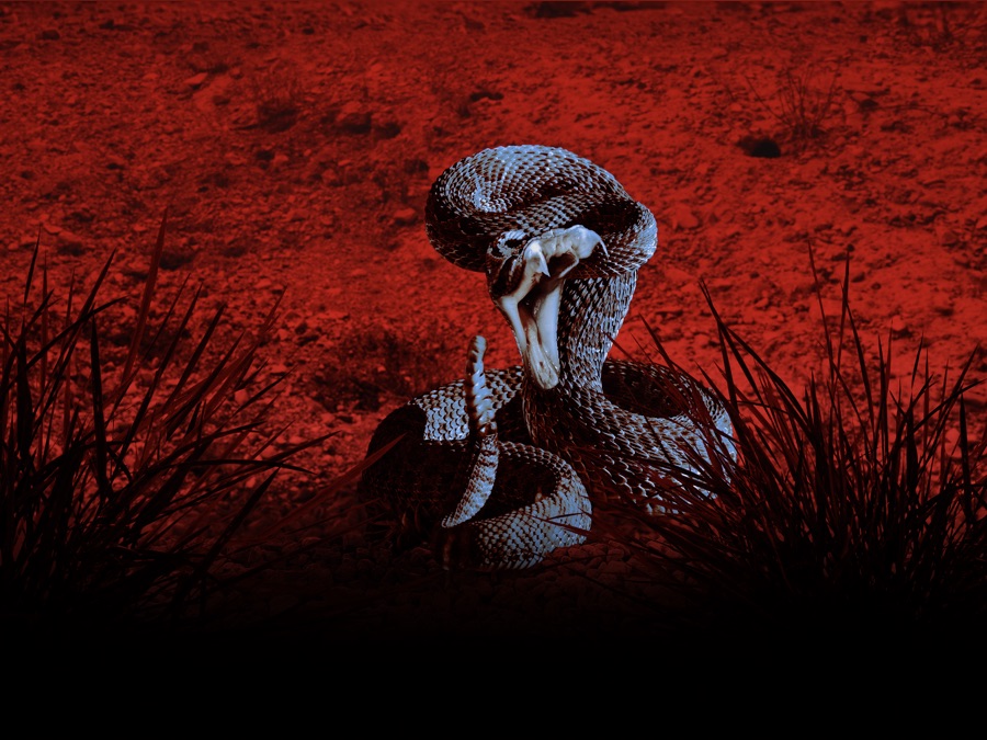 Something Bit Me! | Apple TV (UK)