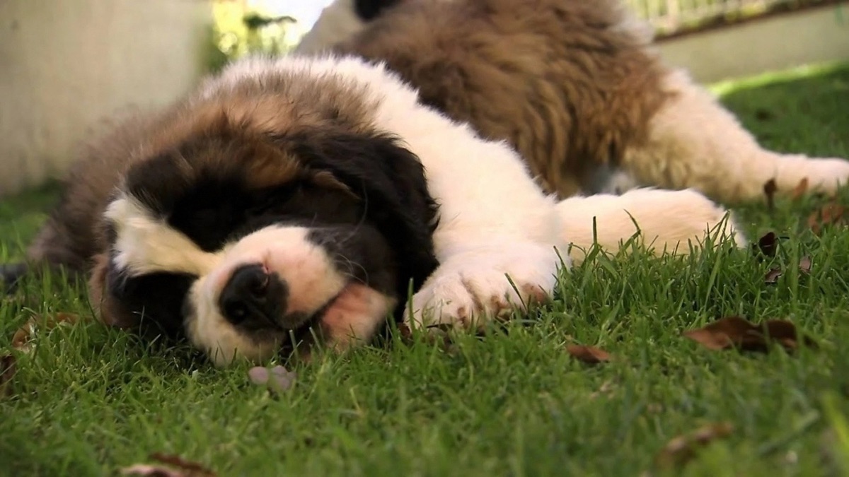 Roly-Poly Puppies - Too Cute! (Season 3, Episode 7) | Apple TV