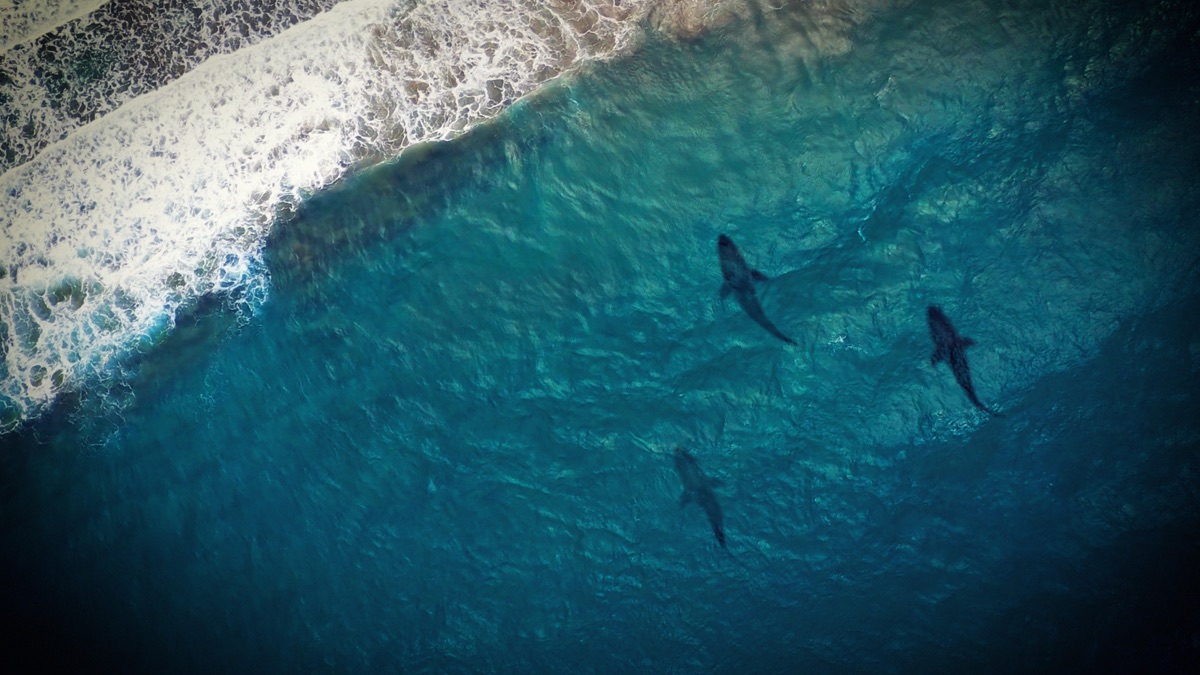 SEA OF CHANGE: The New Sharks of SoCal | Apple TV